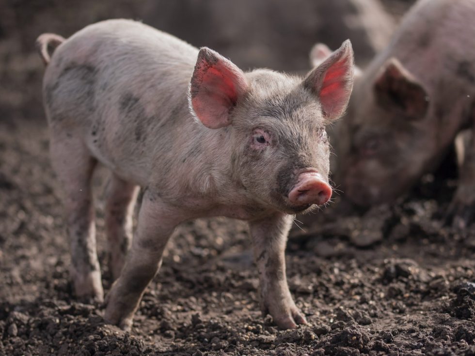 Pig Scramble | Loudoun County Fair
